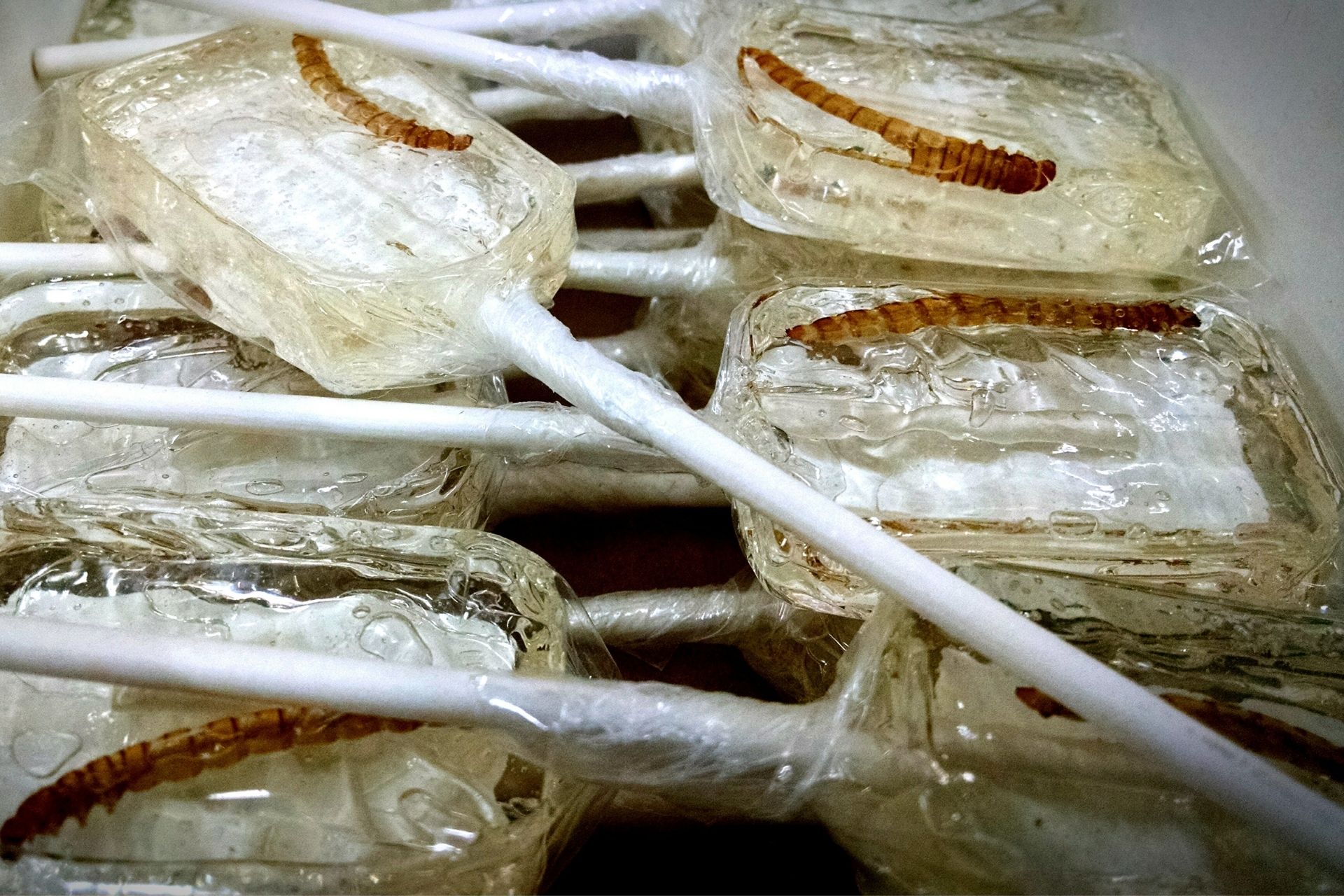 Brands Of Tequila With Worm The History And Why Its There